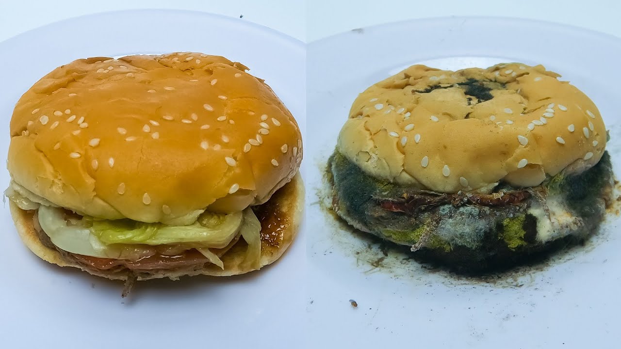 Hamburger Decomposition Time Lapse in 20 Days 4K - YouTube