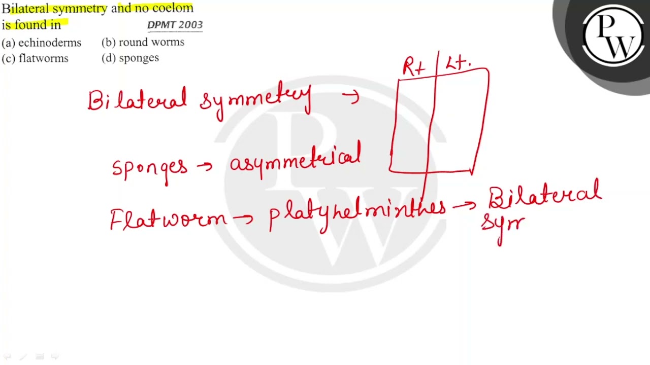 Bilateral Symmetry In Worms