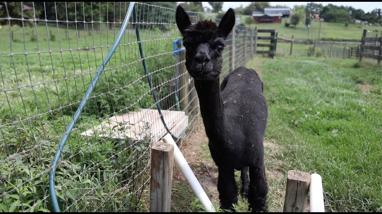 Farm Fresh Appalachian Farm Tours: Dreamland Alpacas - YouTube