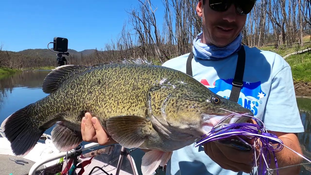 Finishing Off One Of the Best Days of Murray Cod Fishing - # ...
