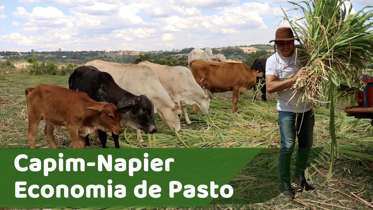 Capim Napier é Economia de Pasto | Capim Elefante | Agricultura ...