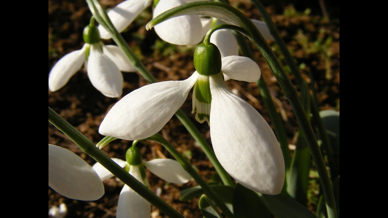 Ce se întâmplă dacă bagi ghioceii în casa #ingrijireaflorilor - YouTube