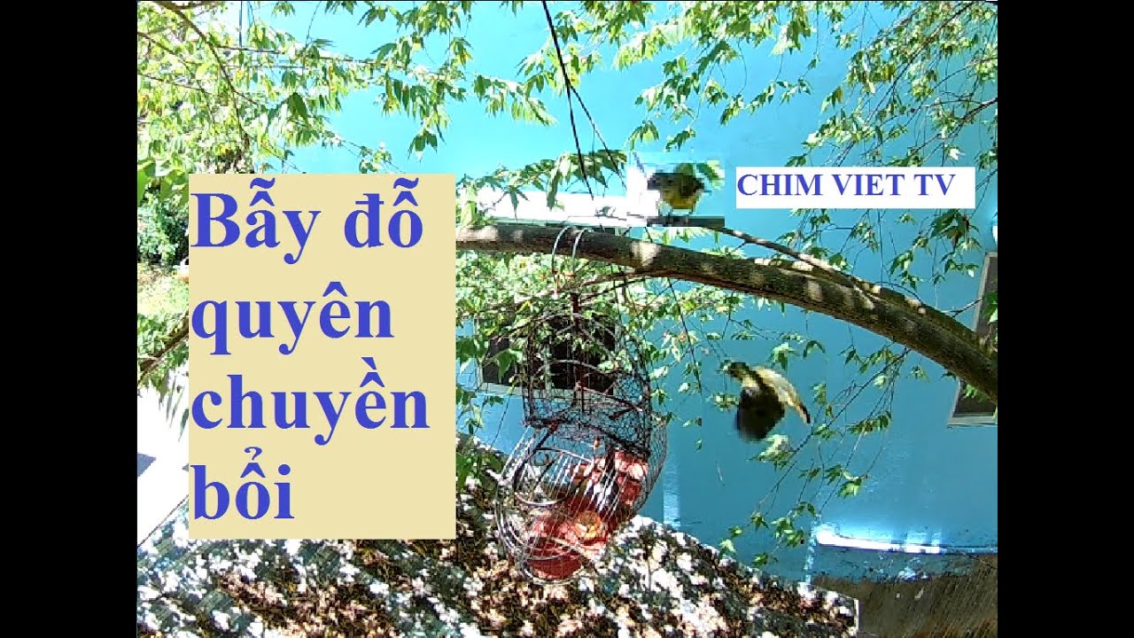 Bẫy đỗ quyên (họng nâu) | Anthreptes malacensis traps birds - YouTube