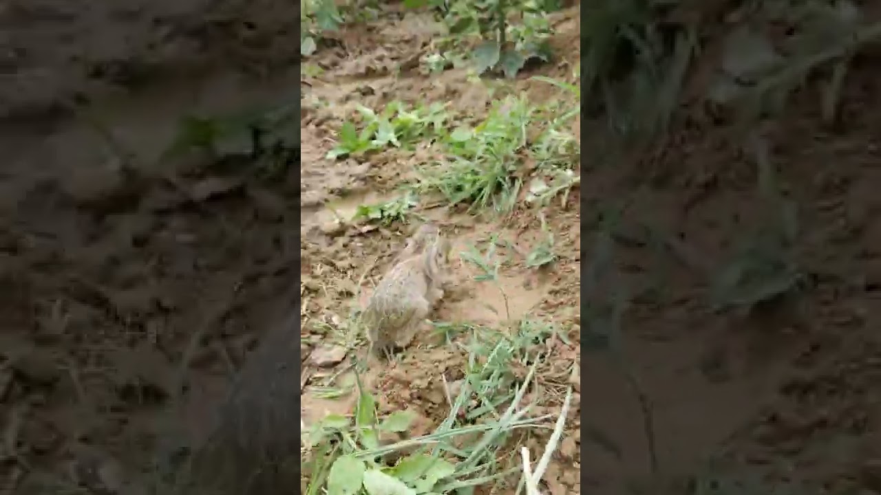 Animal Planet Official - YouTube