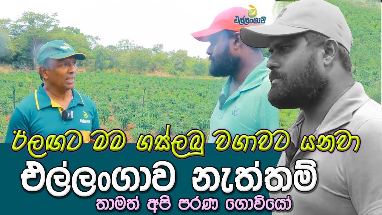ඊලඟට මම ගස්ලබු වගාවට යනවා...එල්ලංගාව නැත්තම් තාමත් අපි පරණ ගොවියෝ ...