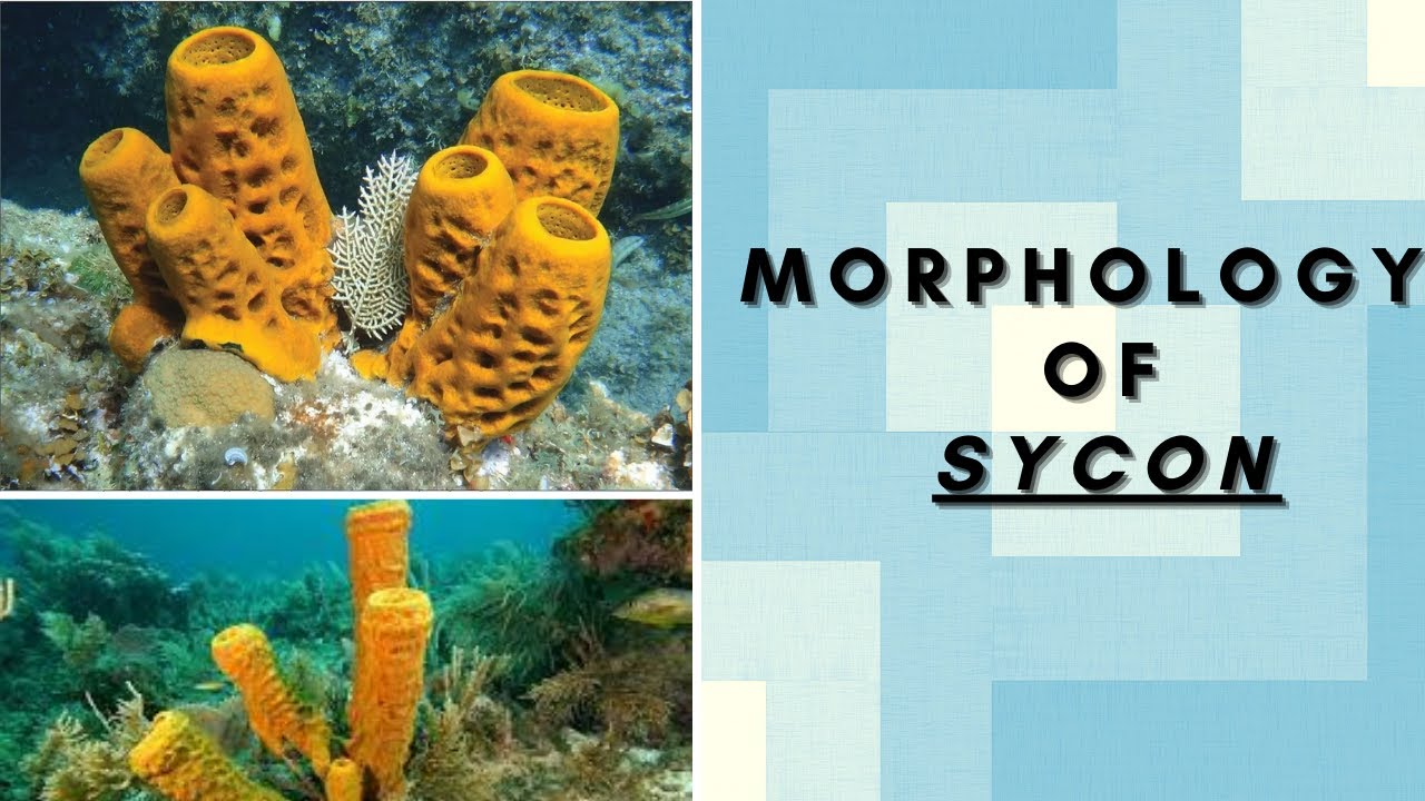 MORPHOLOGY OF SYCON | PHYLUM PORIFERA | BSc | ZOOLOGY - YouTube