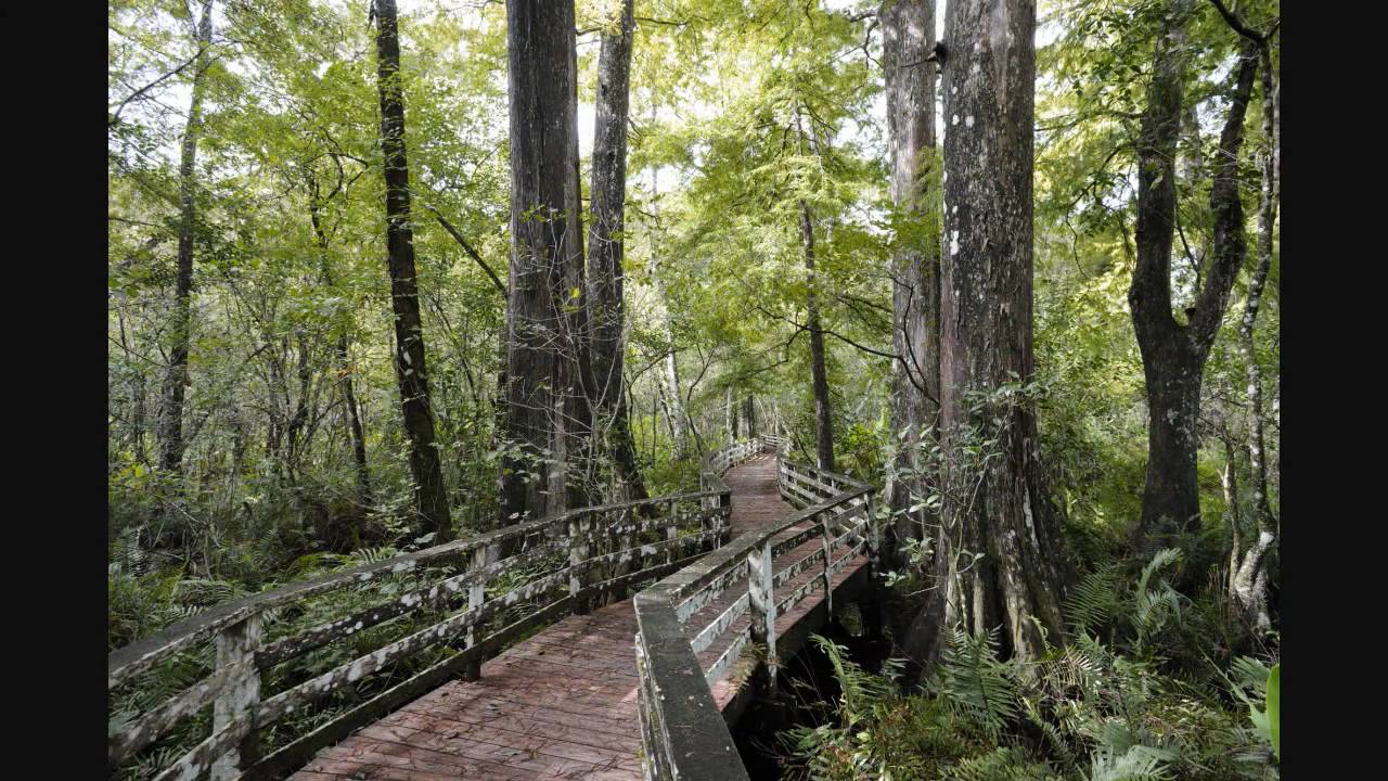 The Corkscrew Swamp Sanctuary Boardwalk "First Light" - YouTube