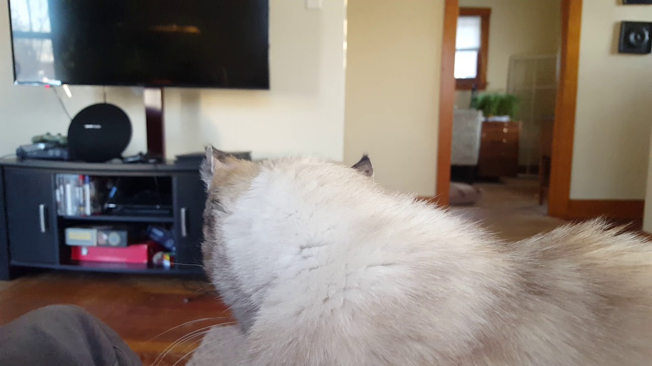Twitching cat head. What is this?? - YouTube
