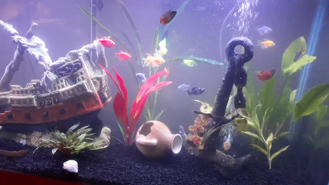 Zoëy the Saint Bernard & her Glow Fish - YouTube