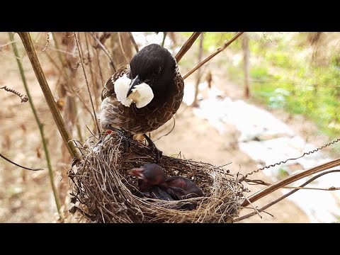 Humans Blunder, Birds Struggling to Feed White Plastic to baby birds in ...