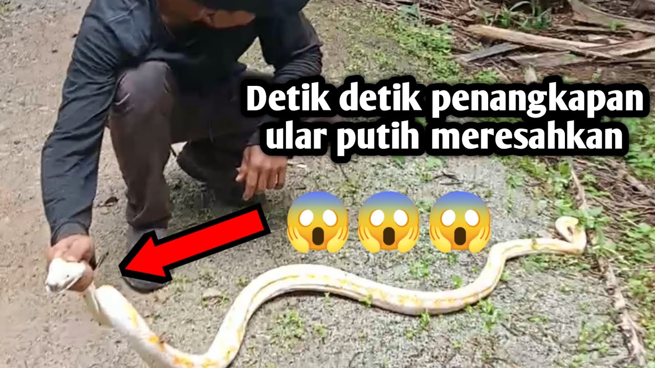 ular sawa putih - YouTube
