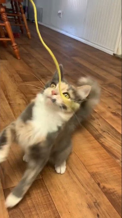 Cat playing with string - YouTube
