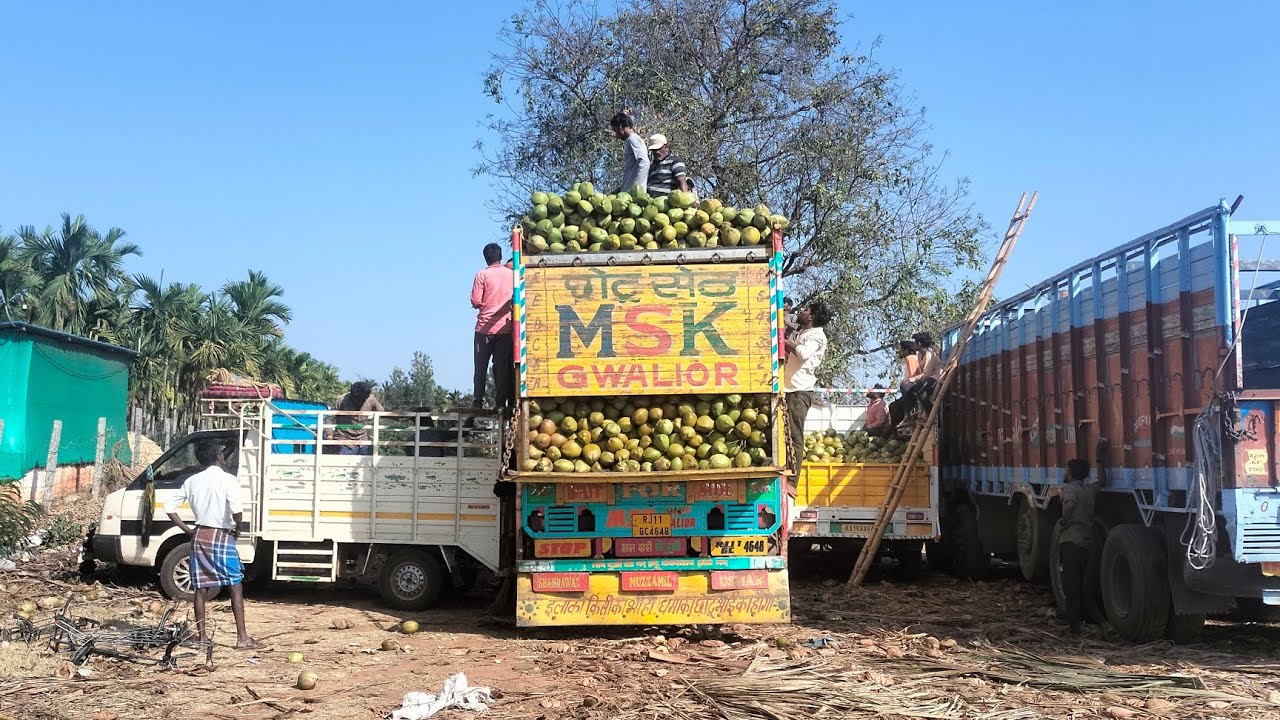 Karnataka tender coconut loading 9686563236 - YouTube