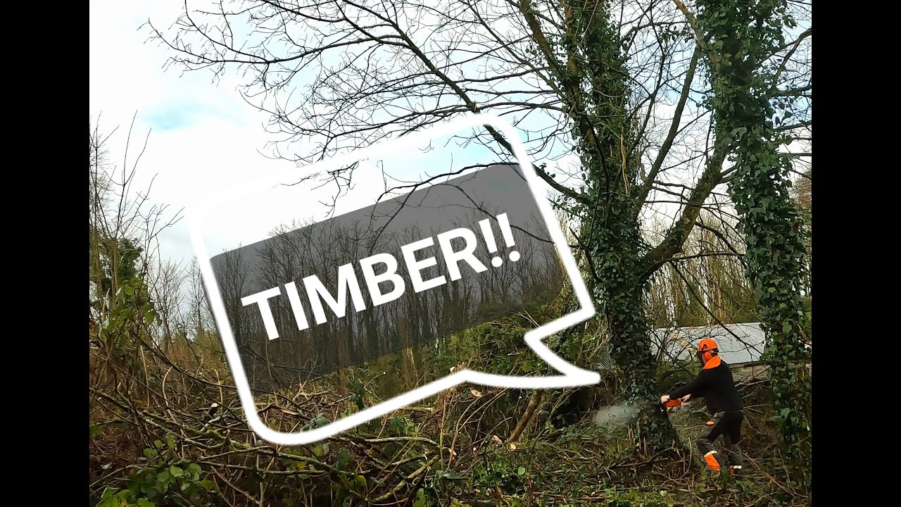 TIMBER!! Clearing some dead trees for new shed - YouTube