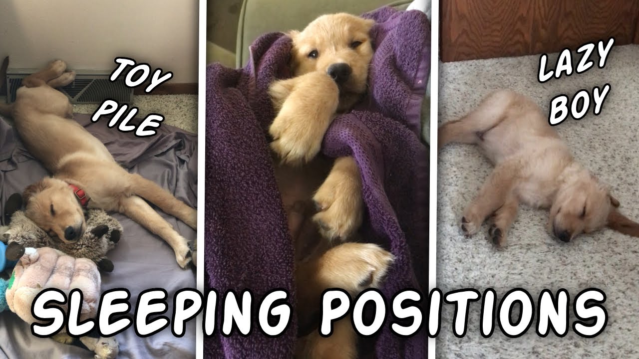My dogs funny sleeping positions (Part 1) - YouTube