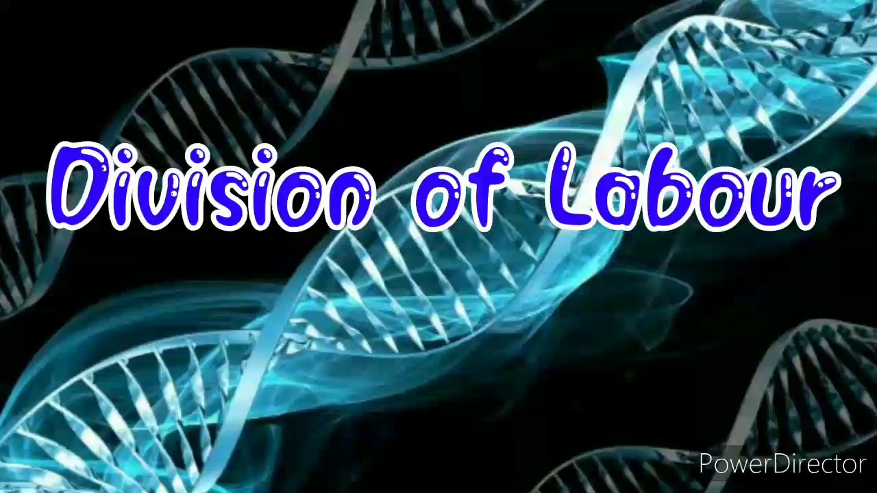 Cell Division Of Labour YouTube Cell Division Of Labour YouTube