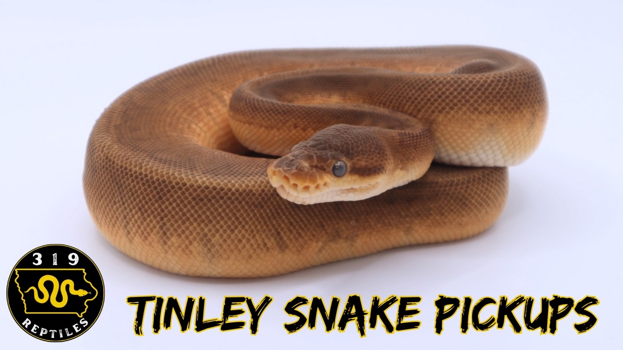 Our Ball Python Just Laid 6 SURPRISE EGGS - YouTube