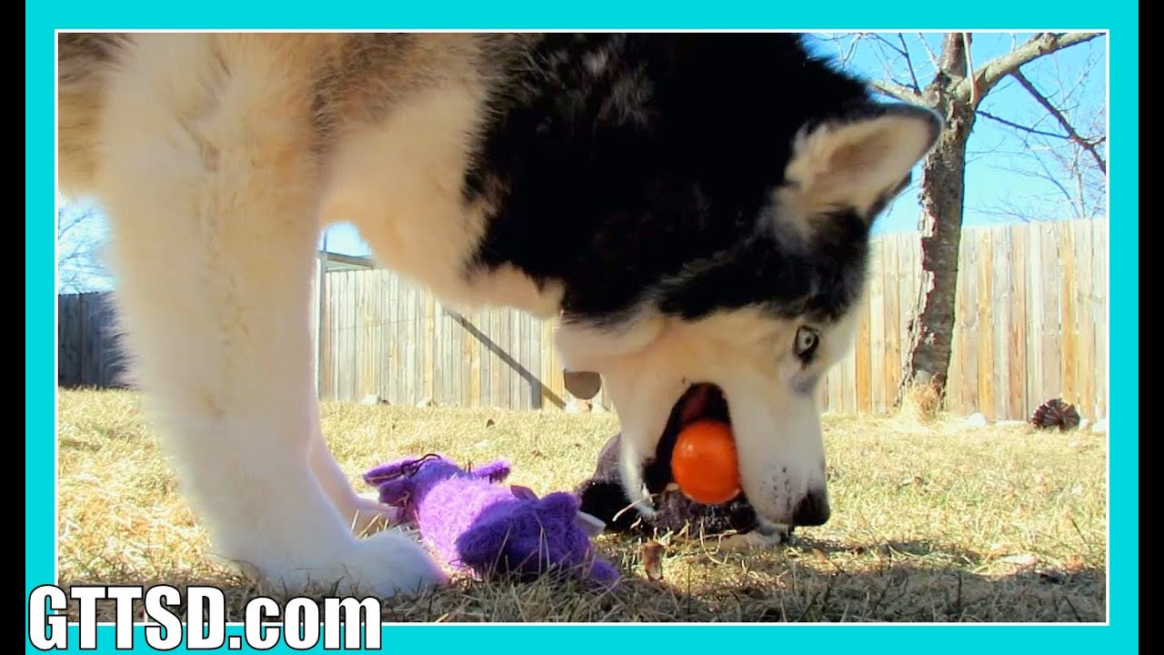 DOGS EASTER EGG HUNTING | Husky Hunts Eggs - YouTube