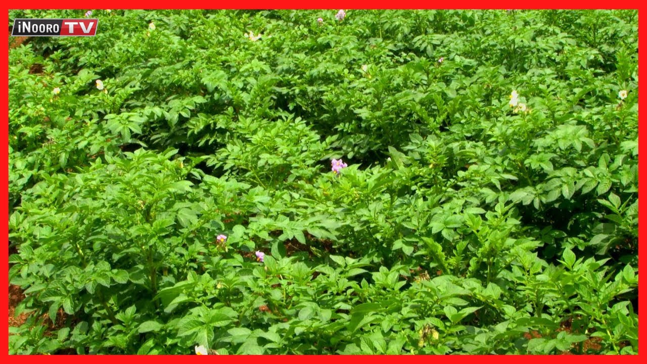 Ũrĩmi wa indo ngũrani ta matharũ,minji na kabici, Nyandarua # ...