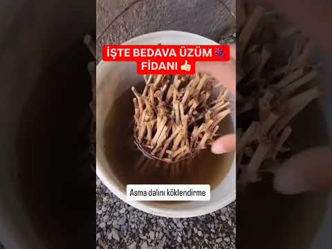 İşte Bedava Üzüm Fidanı Asma Dalından Köklendirme #asma #üzüm #rooting #köklendirme #gübre #garden