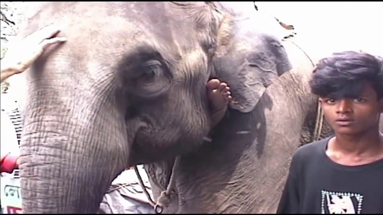 Angry Elephant Mob - Chittagong, Bangladesh - YouTube