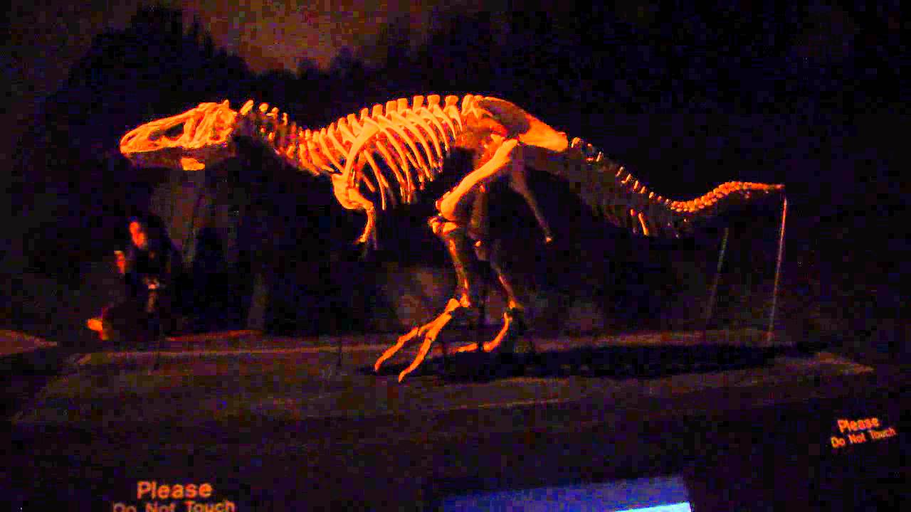 Alive Walking Dinosaur Skeleton - YouTube