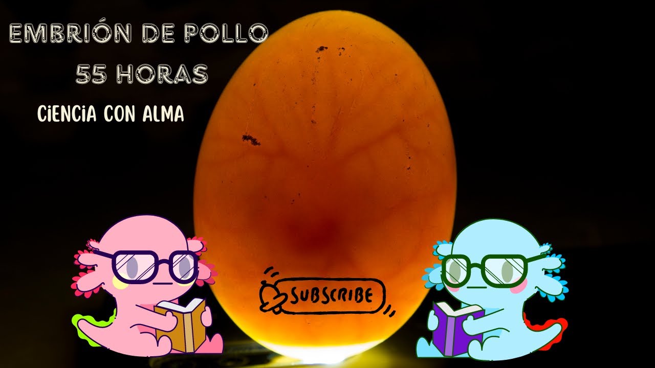 DESARROLLO EMBRIONARIO AVE 55 h - YouTube