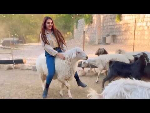 nomadic iranian🩷Riding sheep and milking goats#donkey #horserider #animals #fatima