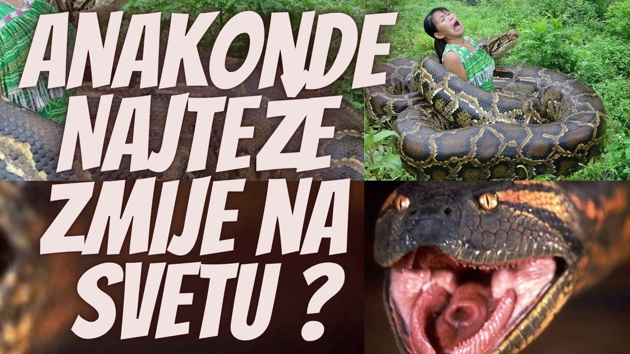 Anakonde, Najteže Zmije na Svetu - YouTube
