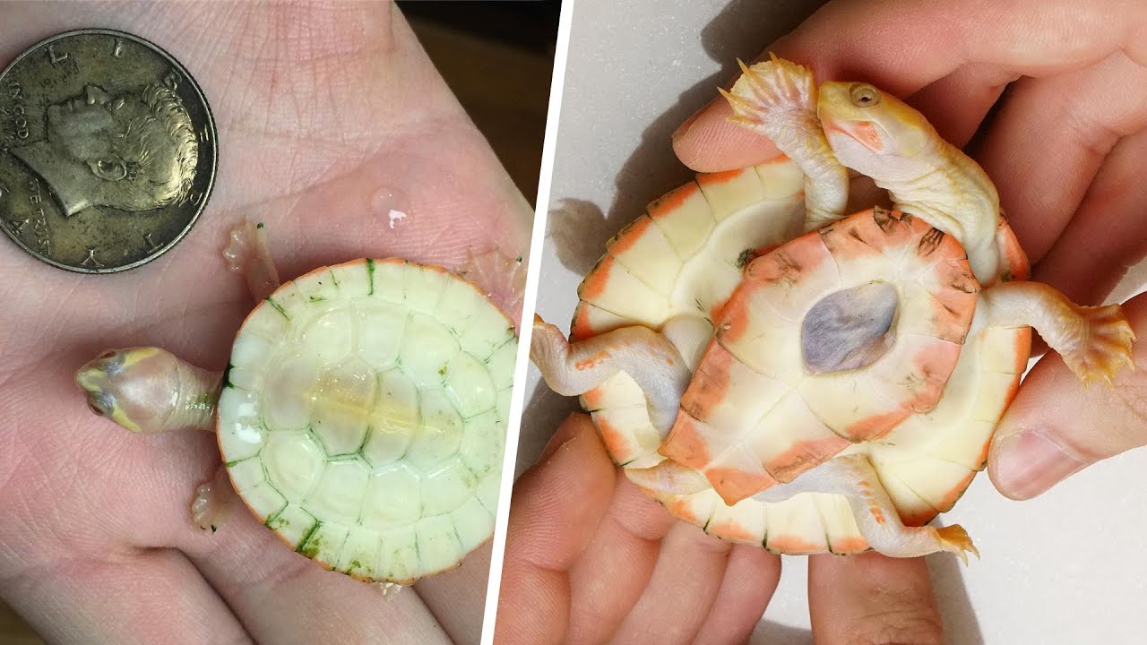 Turtle Born With an Exposed Heart Waves to Her Dad as He Approaches ...