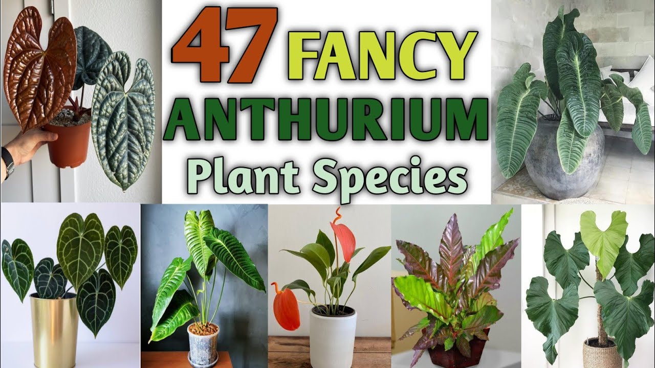 47 Fanciest Anthurium Plant Species | Fancy Anthurium Plants | Plant ...