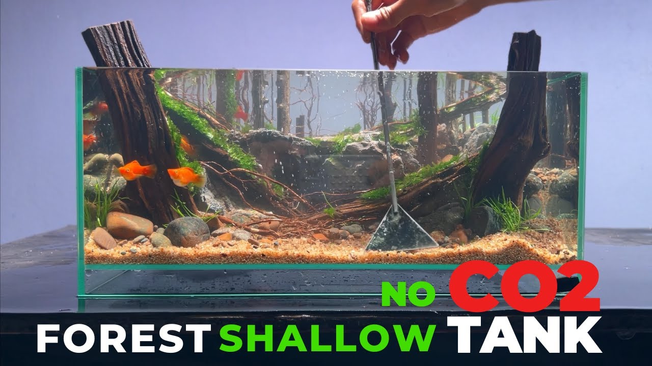 How To Setup Forest Shallow Tank For Beginners Without No Co2 ...