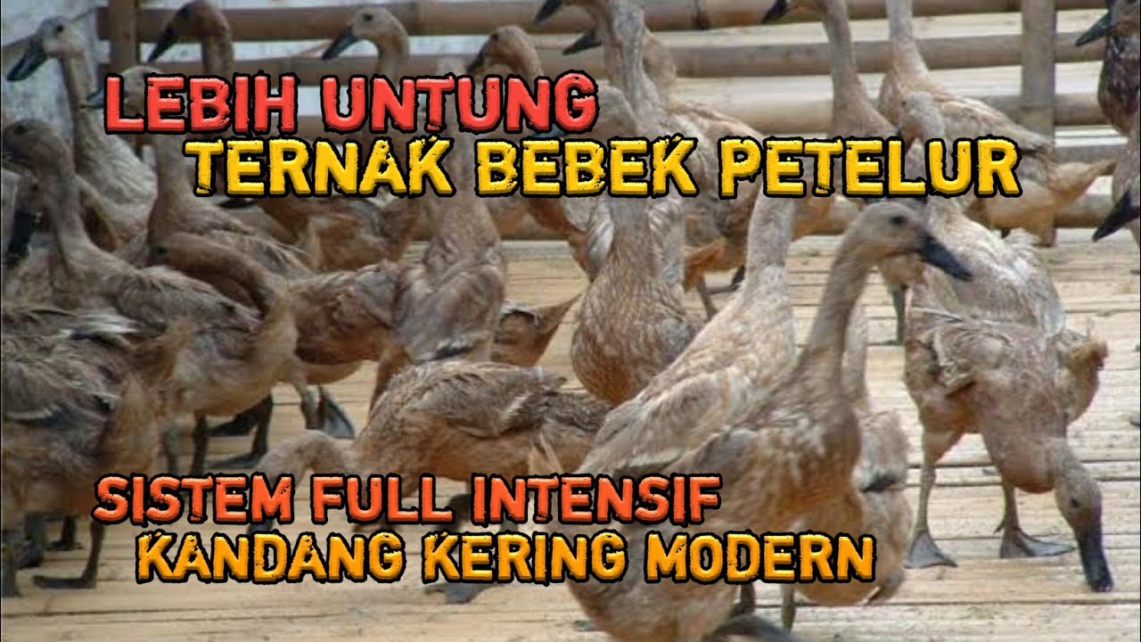 Lebih Untung Ternak Bebek Petelur Kandang Kering Full Intensif - YouTube