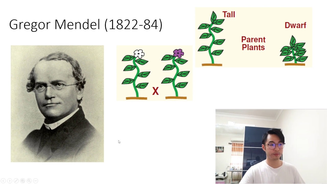 Introduction to Genetics & Heredity: Brief Outline of Mendel's work ...