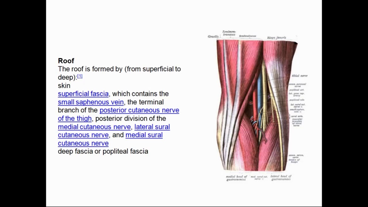 1st Year Anatomy Lecture Class By Dr. Halima Akther Suchi Madam | 17 ...