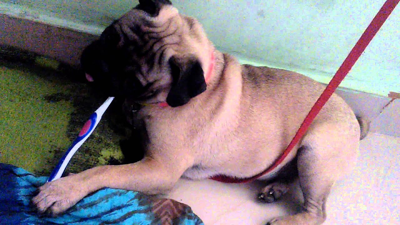 PUG brushing his teeth (King) - YouTube