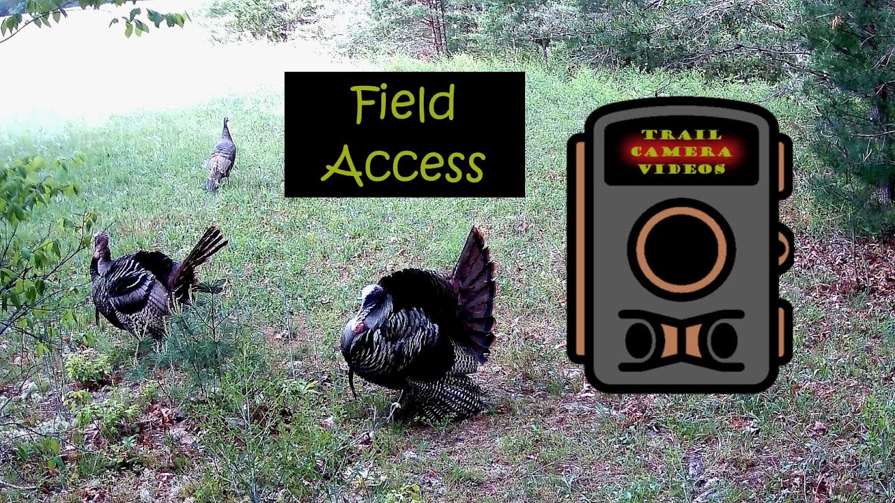 Trail Camera - Field Access Point in the Blue Ridge Mountains - YouTube