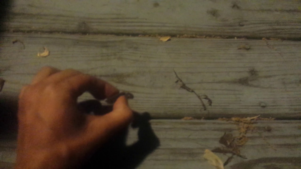 The largest snapper-bug-thingy I've ever seen - YouTube