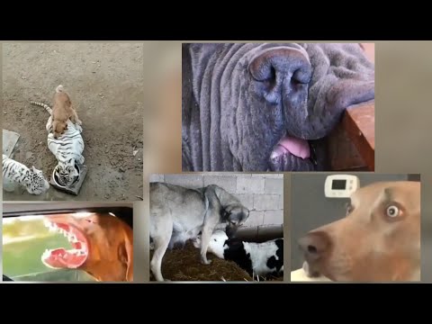 En komik köpekler derlemesi😂funny dogs video🐶#funny #funnyvideo #funnyvideo #funnydogs #funnyanimals