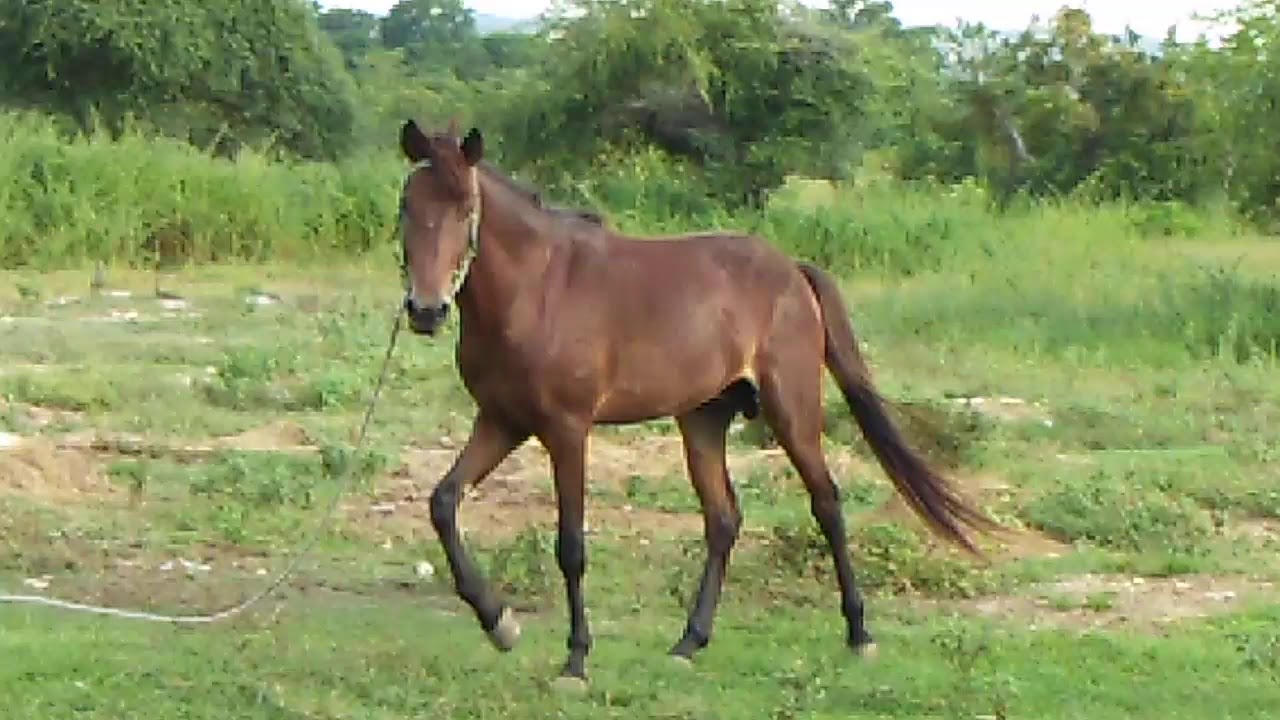 KUDA SANDELWOOD SUMBA TIMUR - YouTube