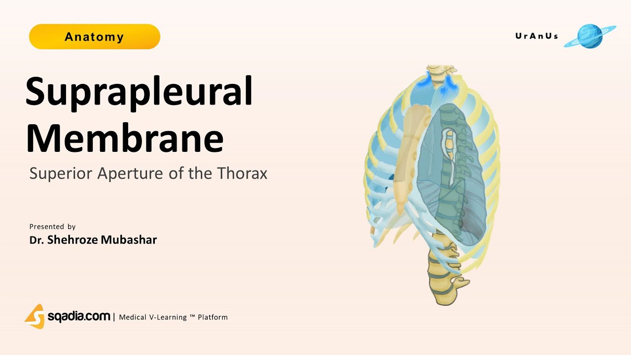 Superior Aperture of Thorax - Subpleural Membrane - YouTube