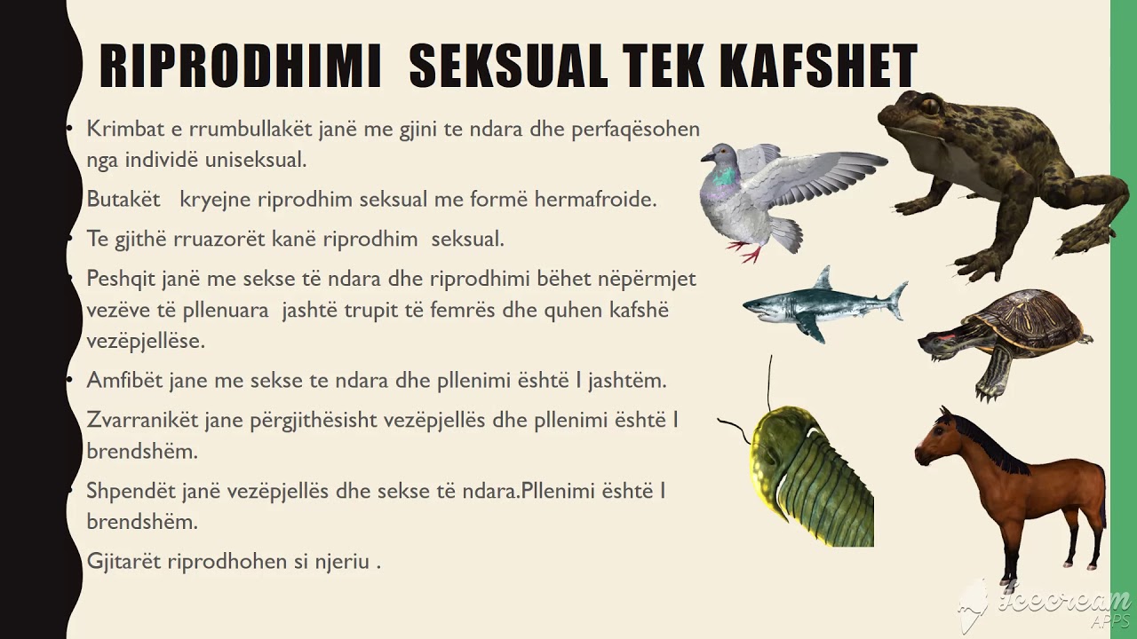 VAZHDIMI Riprodhimi 2 - YouTube