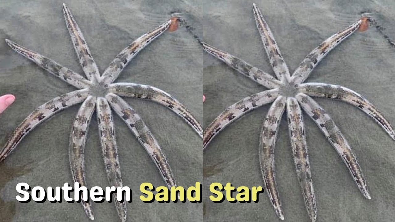 Incredible Eight Legged Sea Creature - YouTube