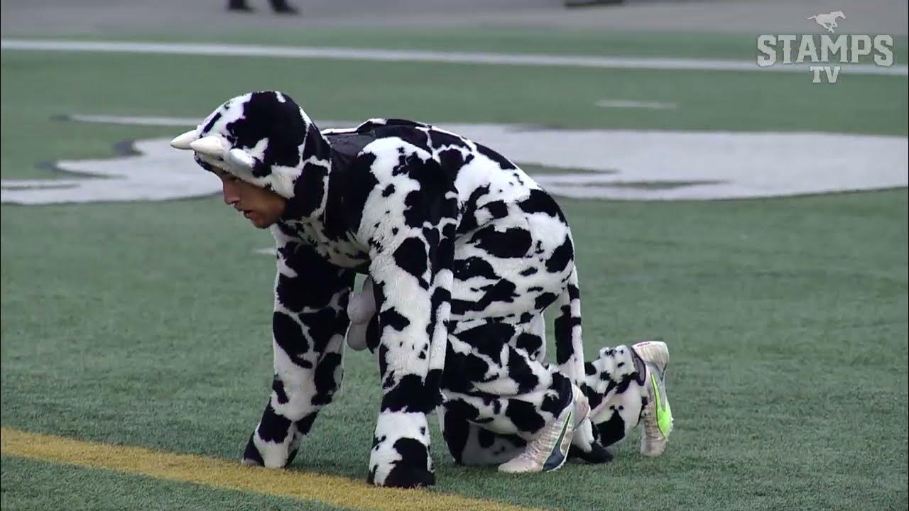 World's Fastest Cow - 04.08.23 - YouTube