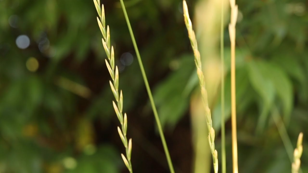 Quackgrass Elymus Repens Youtube