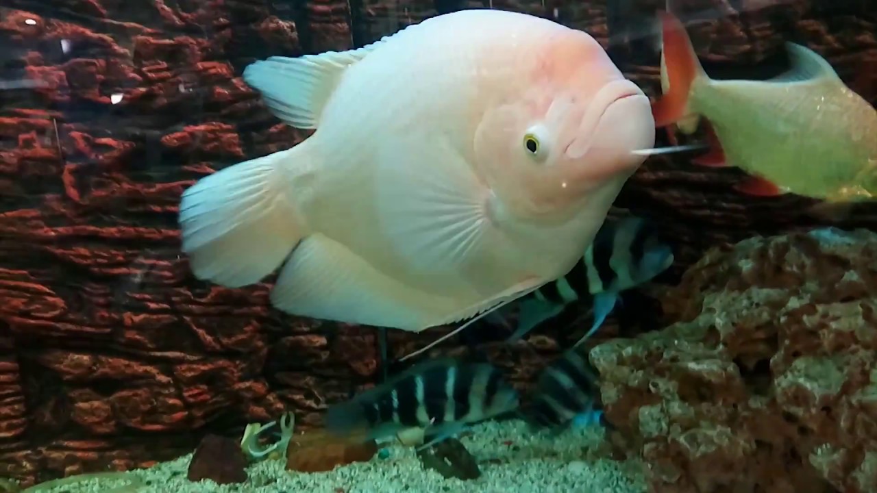 large arowana fish and white fish in aquarium beautiful play - YouTube