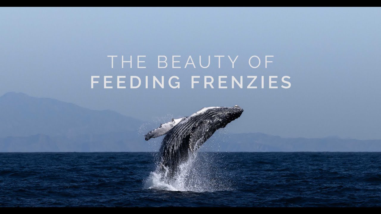The Beauty of Feeding Frenzies | A short film by Adam Ernster - YouTube