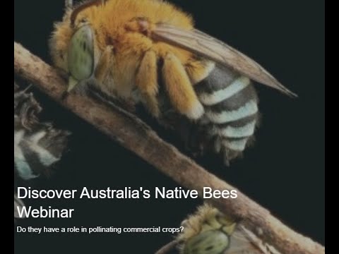 Discover Australia's Native Bees - YouTube