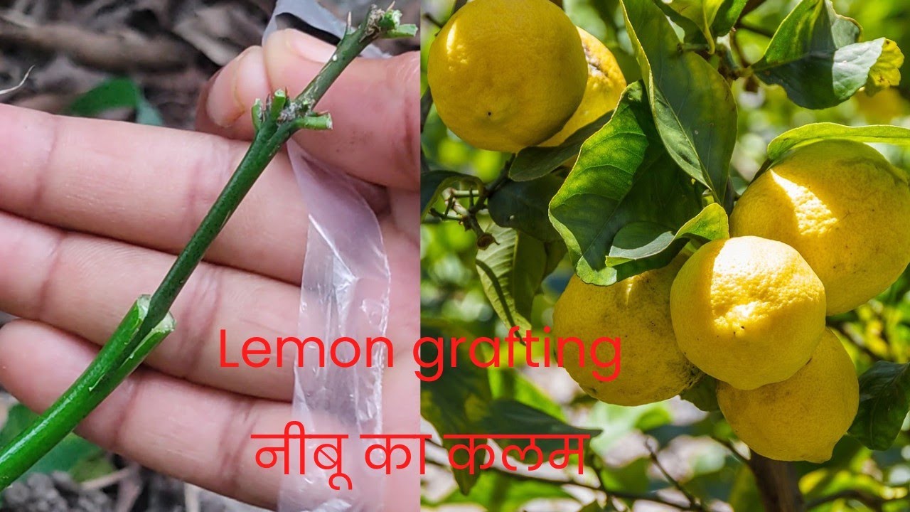 Super Easy way to grafting lemon tree | नीबू का कलम | lemon grafting ...