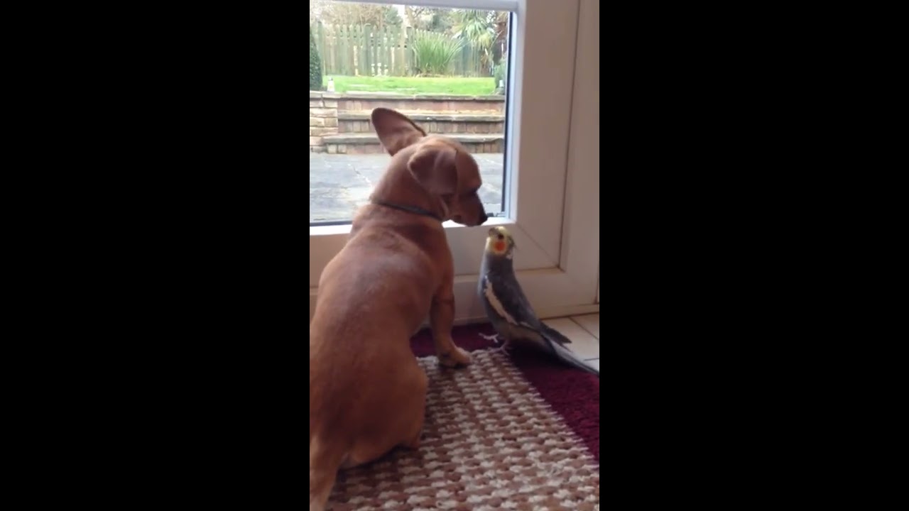 Bird Sings to Dog Part 2 - YouTube